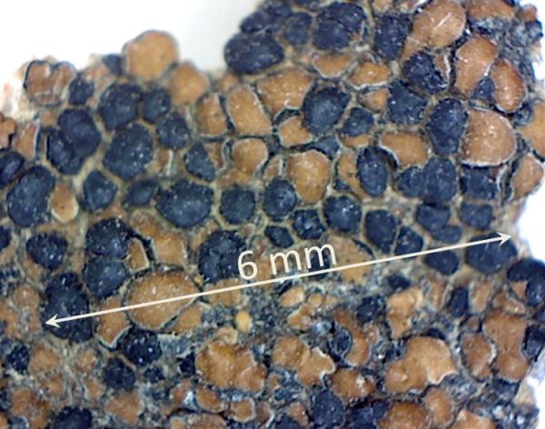 Crustose lichens | Colorado Lichens and Friends