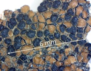 Crustose lichens | Colorado Lichens and Friends