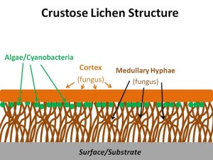 Crustose lichens | Colorado Lichens and Friends