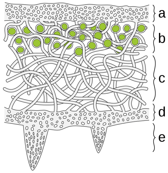 Foliose Lichens | Colorado Lichens and Friends