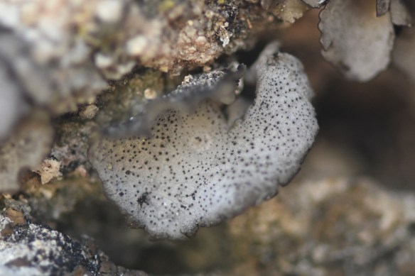 Perithecia | Colorado Lichens and Friends