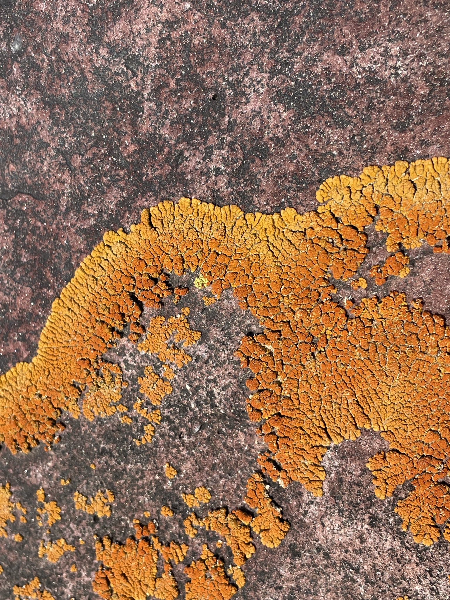 Lichen Colors | Colorado Lichens and Friends