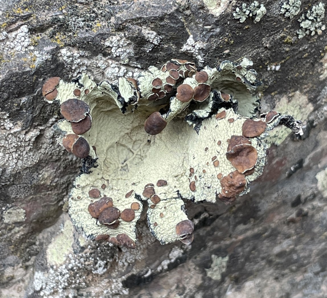 Umbilicate Lichens | Colorado Lichens and Friends