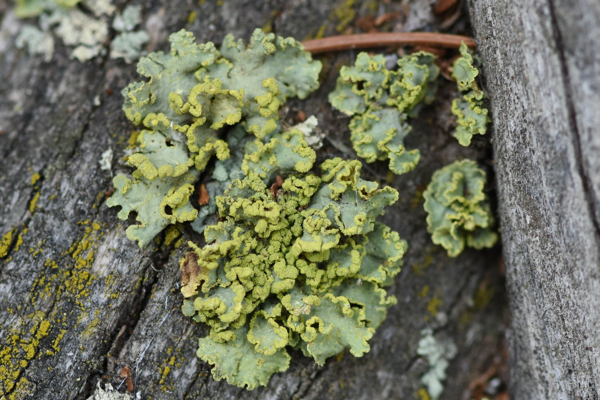 Soredia | Colorado Lichens and Friends