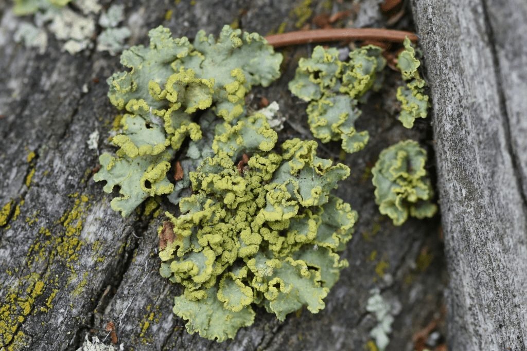 Soredia | Colorado Lichens and Friends