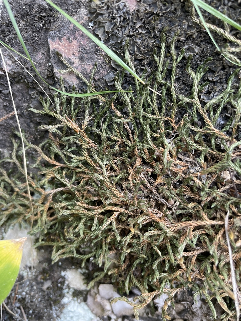 Spikemoss | Colorado Lichens and Friends