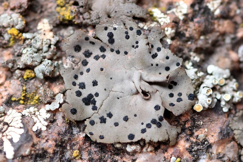 Umbilicate Lichens | Colorado Lichens and Friends