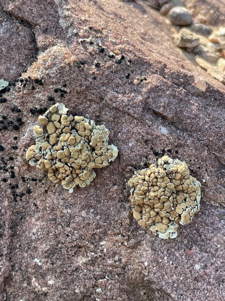 Umbilicate Lichens | Colorado Lichens and Friends