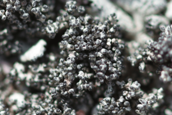 Isidia | Colorado Lichens and Friends