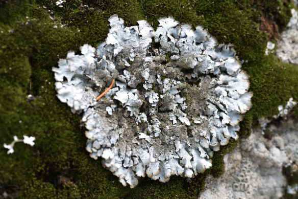 Isidia | Colorado Lichens and Friends
